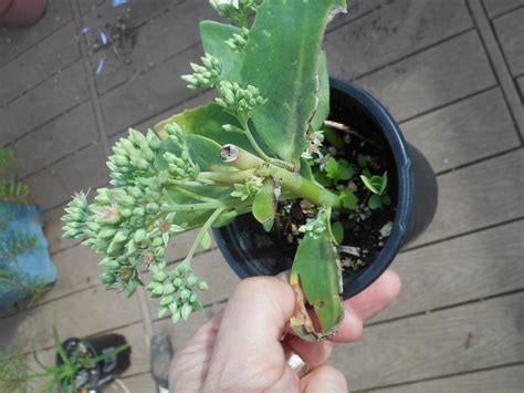Daniels Pacific Nw Garden Sedum Propagation 10415
