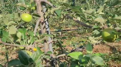 사과재배 후브락스 후지 조기 수확 Youtube