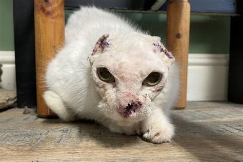 Stray Derbyshire Cat Has Her Ears Amputated After Getting Sunburnt And