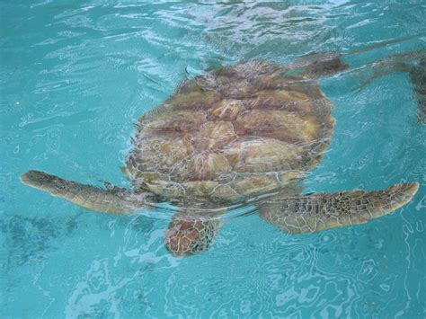 Loggerhead Sea Turtle Free Photo Download Freeimages