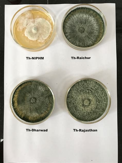 Lab Trichoderma Harzianum Isolates Alyssa Swehlas Indian Internship