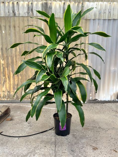 9 Dracaena Carmen Tips 3p 45 5 Cal Greenhouses