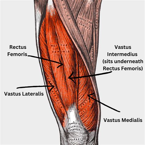 Quadriceps Femoris Tendon