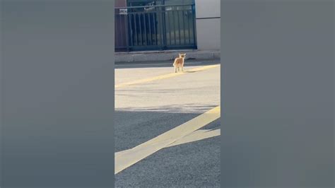 아기 고양이에게서 엿보는 마냥 좋았던 어린시절 Youtube