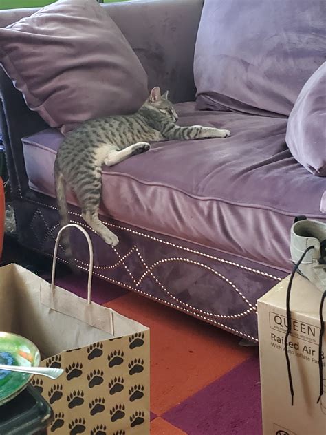 My Cat Is Leaking Off The Couch Rcatsareliquid