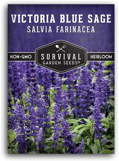 Catmint Vs Salvia Are They The Same Type Of Plant Shuncy