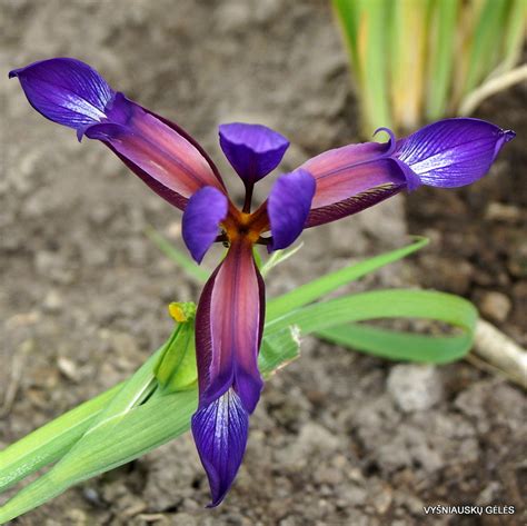 Iris Graminea Var Pseudocyperus Daylily Phloxeu