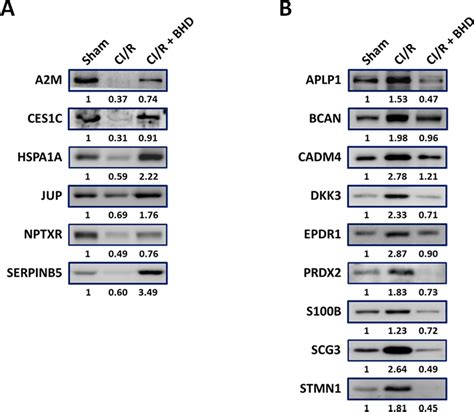 Validation Of Selected Csf Proteins By Western Blotting A B Mice Download Scientific Diagram