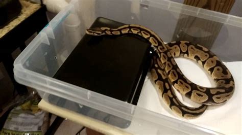Ball Python Tub Set Up Youtube
