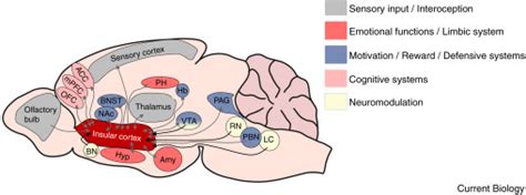 The Insular Cortex Current Biology