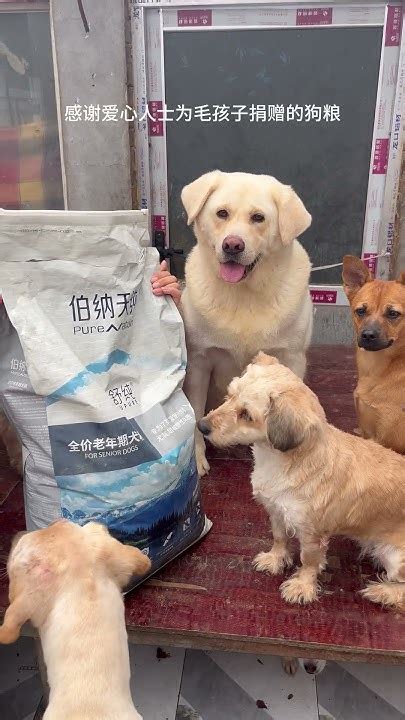 10年前我的媽媽為了救助流浪動物，放棄和我一塊兒出國，如今他在國內收留了2500多只流浪狗，這只白色的狗狗叫地蛋，還沒有成年，他就被賣到了狗肉
