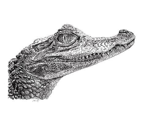Gator Drawing At Explore Collection Of Gator Drawing