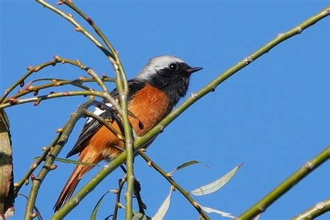 今季初見のジョウビタキ キンタの野鳥日記