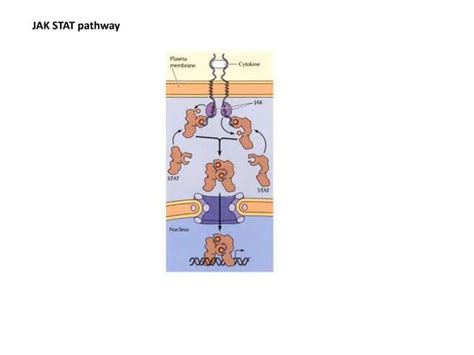 Extra Pathway And Cross Talk Ppt