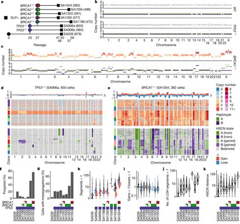 Single Cell Genomic Variation Induced By Mutational Processes In Cancer