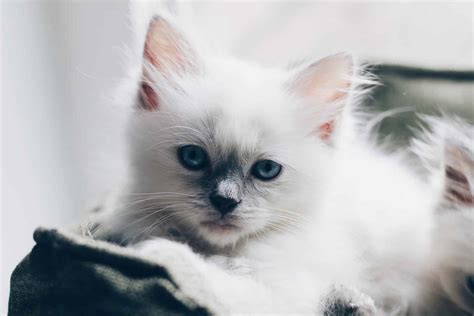 Are Ragdoll Cats Hypoallergenic Find Out Here