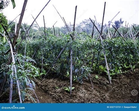 Field Of Chili Tree In Tropical Rain Stock Image Image Of Fruit Green 332713731