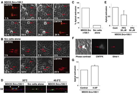 Src Transformed Cells Are Apically Extruded From A Monolayer Of Normal