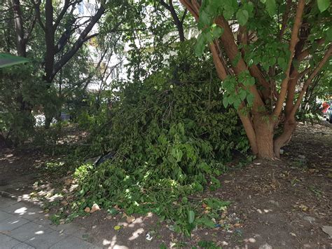 Неправилно изхвърляне на отрязани клони на ул Найден Геров 10