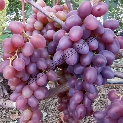 Виноград РУБІНОВА КАПЛЯ Мій Виноградник