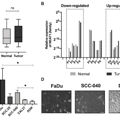 Reactome Pathway Analysis The Reactome Pathway Enrichment Analysis Of Download Scientific