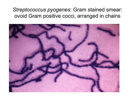 Staphylococcus Streptococcus Bacteriological Diagnosis I Ppt