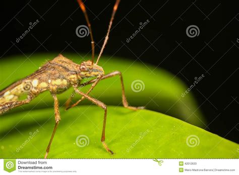 Assasin Bug Stock Image Image Of Saliva Lethal Assasin 42012633