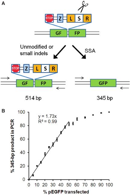 Modified Ssa Assay Measuring Talen Monomer Activity In Hek293t Cells