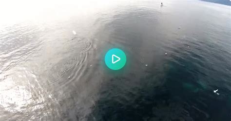 Humpback Whales Bubble Feeding  On Imgur