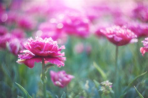 레드 핑크 튤립 개화 꽃 정원에서 봄 꽃 자연 배경으로 아름 다운 꽃입니다 0명에 대한 스톡 사진 및 기타 이미지 0명 3