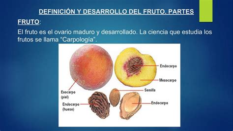Fruto Agronomia Udocz