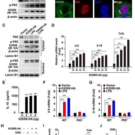 ASFV K205R activates the NF κB signaling pathway A 3D4 21 cells were