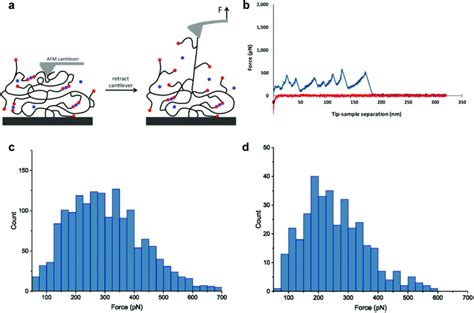 Injectable Dynamic Covalent Hydrogels Of Boronic Acid Polymers Cross Linked By Bioactive Plant