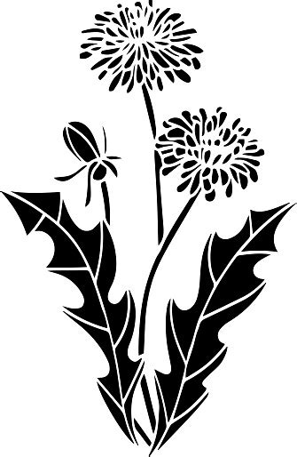 Dandelion Vector Stencil Black And White Stock Illustration Download