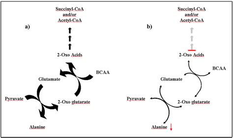 Alanine Metabolism In Healthy Humans A And In Patients With Msud B
