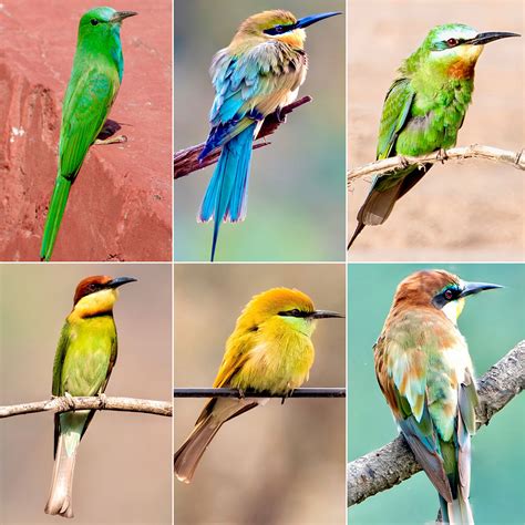 Six Bee Eater Birds In India A Guide To Colorful Birdwatching