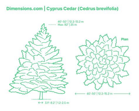 Temperate Forest Plants Dimensions And Drawings