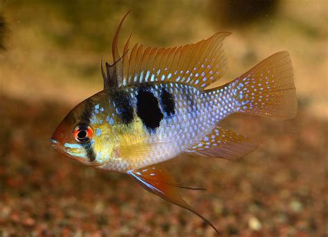 Specii De Pești De Acvariu De Apă Dulce Mikrogeophagus Ramirezi Peștele Ramirez