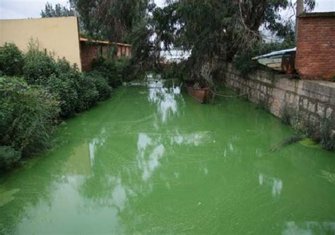 Cyanobacterial Bloom In A Canal Connected To Lake Dian Chi Near Kun