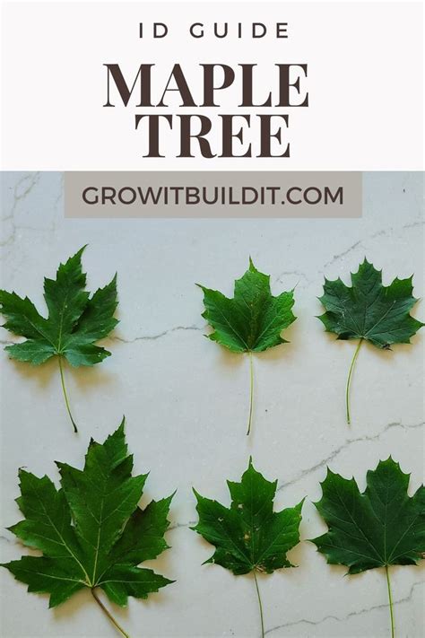 Maple Tree Identification Handbook
