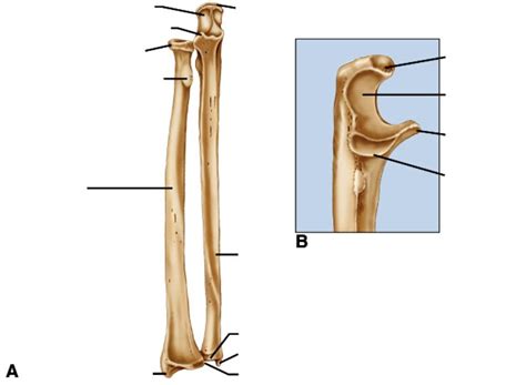 Diagram Of Diagram Radius Ulna Quizlet