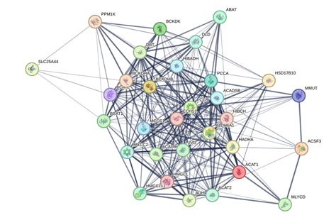 Pathcards Leucine Isoleucine And Valine Metabolism Pathway And