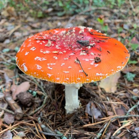 Photo Fly Agaric Amanita Muscaria
