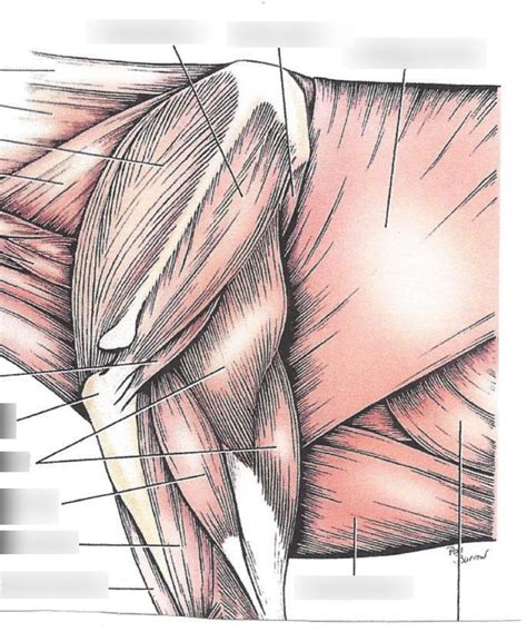 A05 ⌧muscles Of Canine Shoulder And Upper Arm Diagram Quizlet