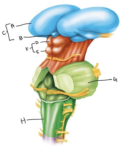 Brainstem Model Diagram Quizlet