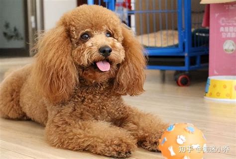 偷偷告诉你，公泰迪“绝育”前后的变化非常大！ 知乎