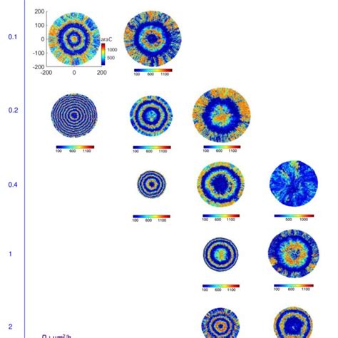 Figure S4 Genetic Pattern Formation In Developing Cell Populations For