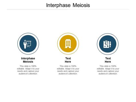 Meiosis Interphase
