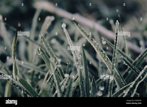 Frozen Grass Close Up Icy Hoar On Green Grass Winter Nature