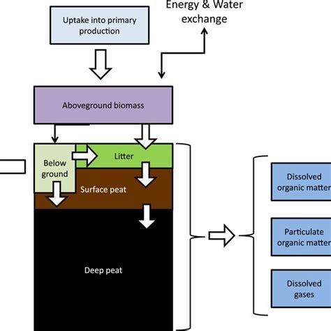 Conceptual Model Of Organic Matter Reservoirs And Fluxes Considered And